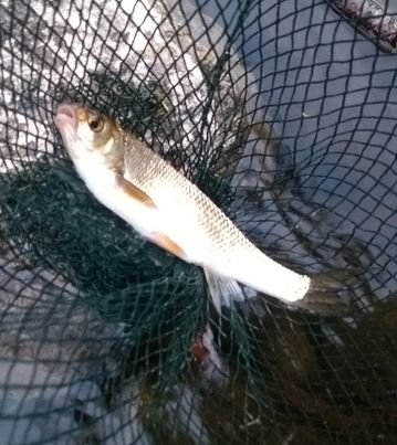 Permit to Fish - Day Permit - Gainford Riverside Trust